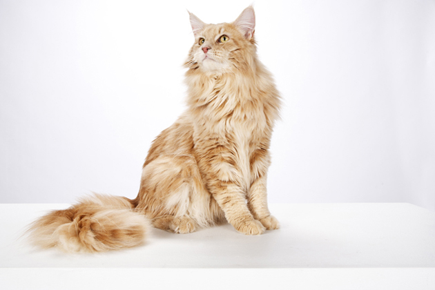 Características y cuidados de un gato Maine Coon | Superpiensos Blog