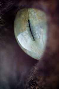 Conoce las peculiaridades de los ojos del gato. | Superpiensos Blog