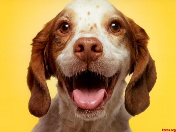 3 Consejos para tener a un perro sano y contento | Superpiensos Blog