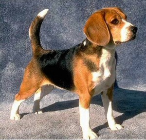 EL BEAGLE, EL PERRO CAZADOR MAS ANTIGUO | Superpiensos Blog