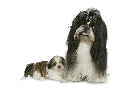 La mejor alimentacion para un Shih tzu | Superpiensos Blog