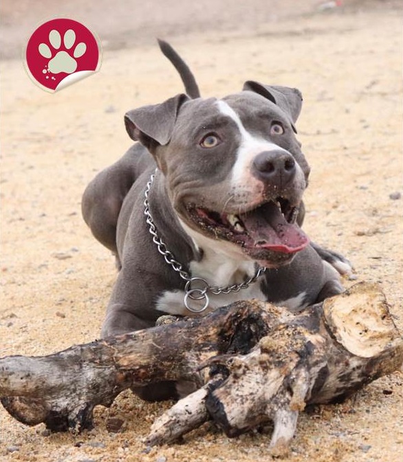 PITBULLS: PERROS POTENCIALMENTE PRECIOSOS (PPP) | Superpiensos Blog